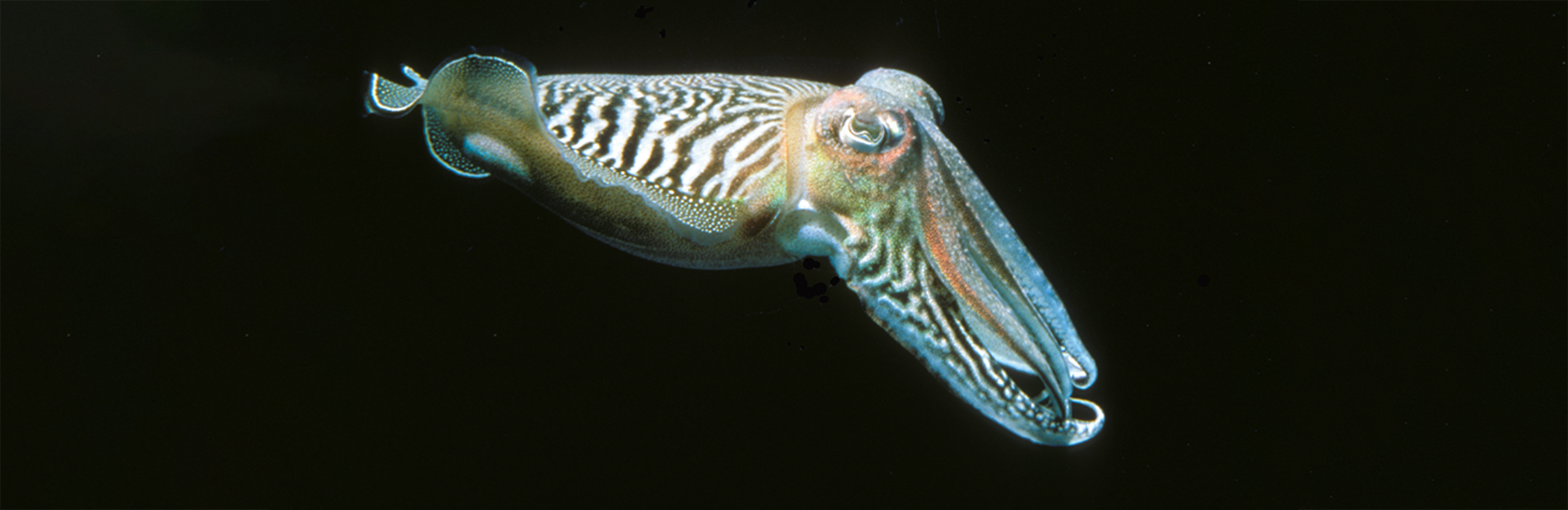 Common Cuttlefish | Marine Biological Laboratory
